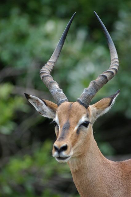 Impala buck in South Africa 2005 by RJB