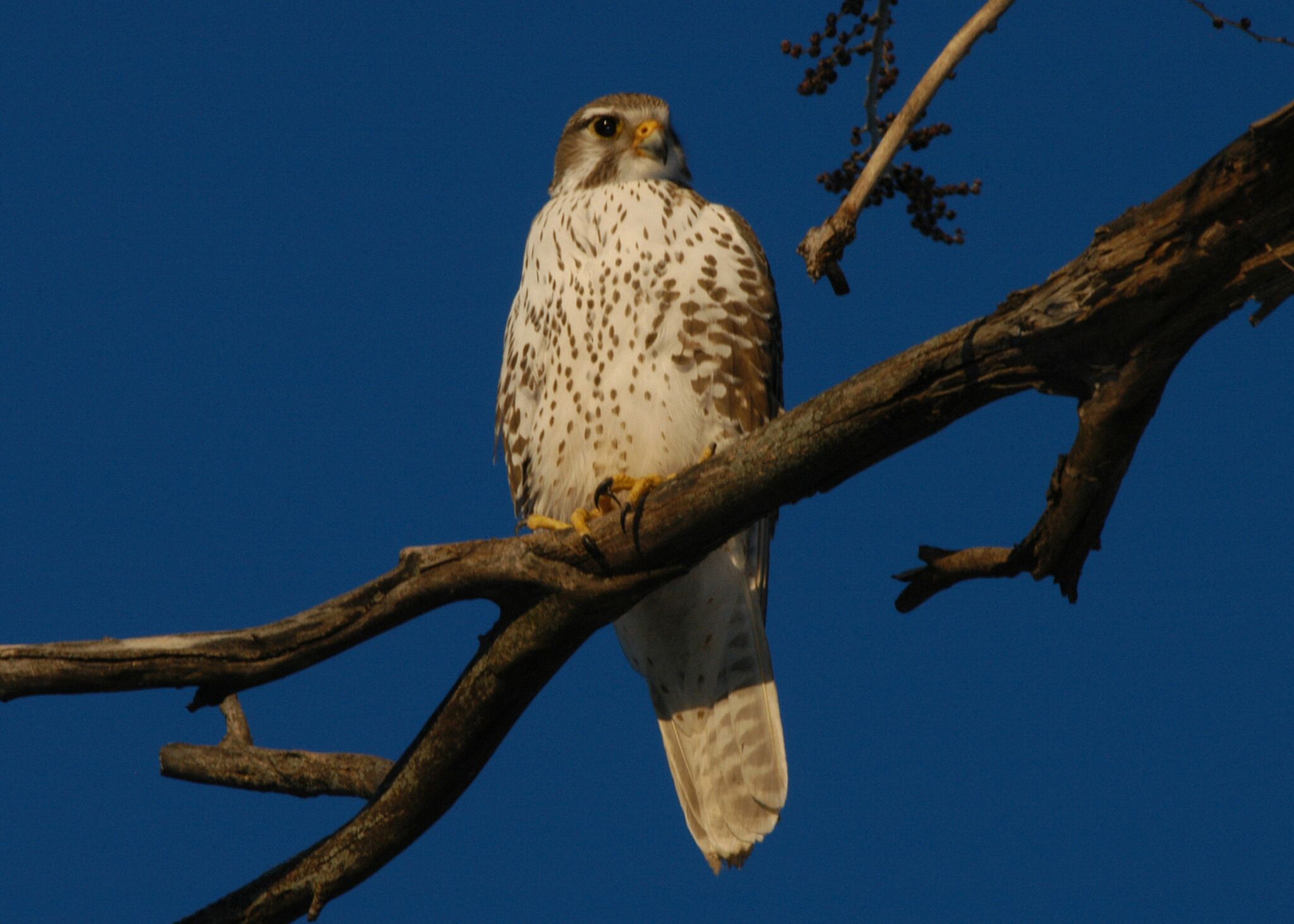 Prairie falcon in Kansas by RJB